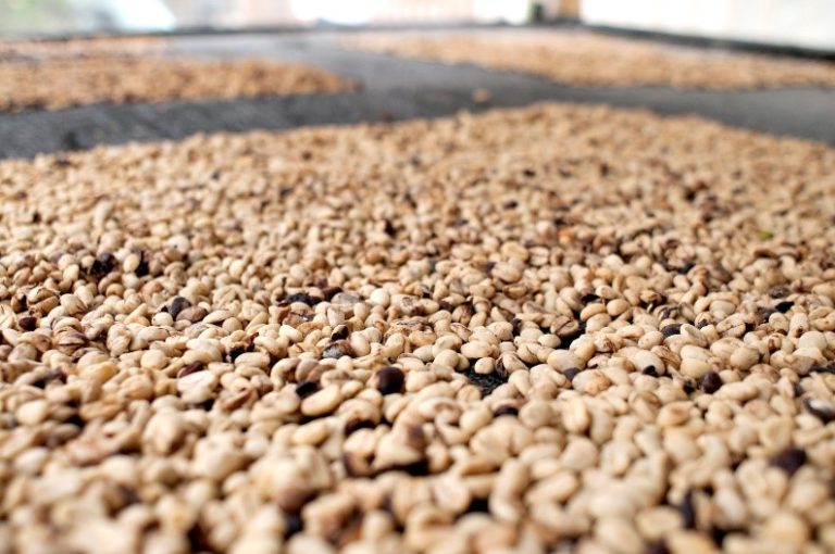 MODERE CHOOSES RAINFOREST ALLIANCE CERTIFIED™ COFFEE - The Latest